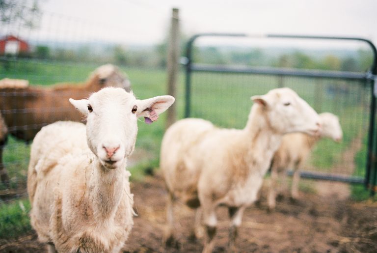 Ohio's Old Slate Farm - Rachel Carter Photography